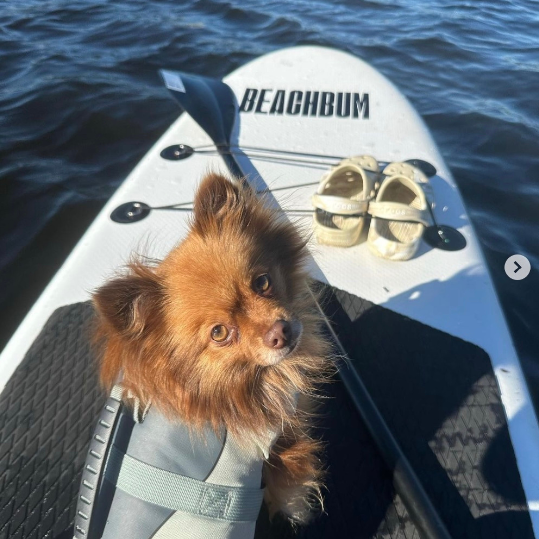 Paddle Boarding with Your Dog – BEACHBUM®